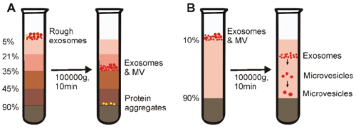 EVs Isolation Services CH – 上海晟燃生物科技有限公司